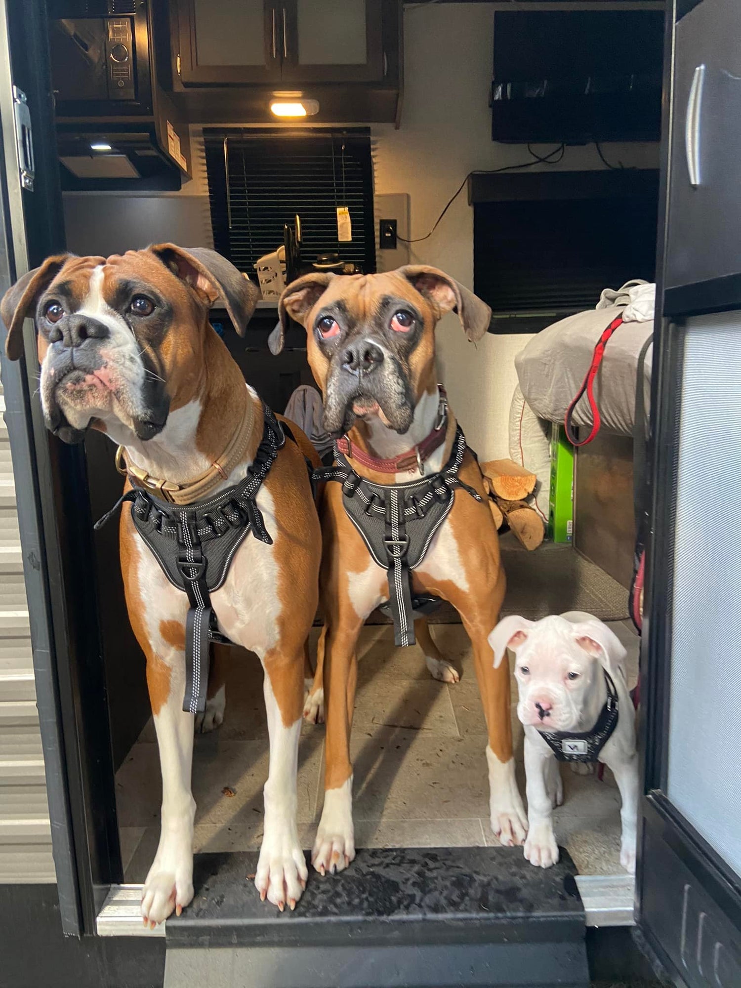 3 Boxers Designs – 3 Boxers Designs